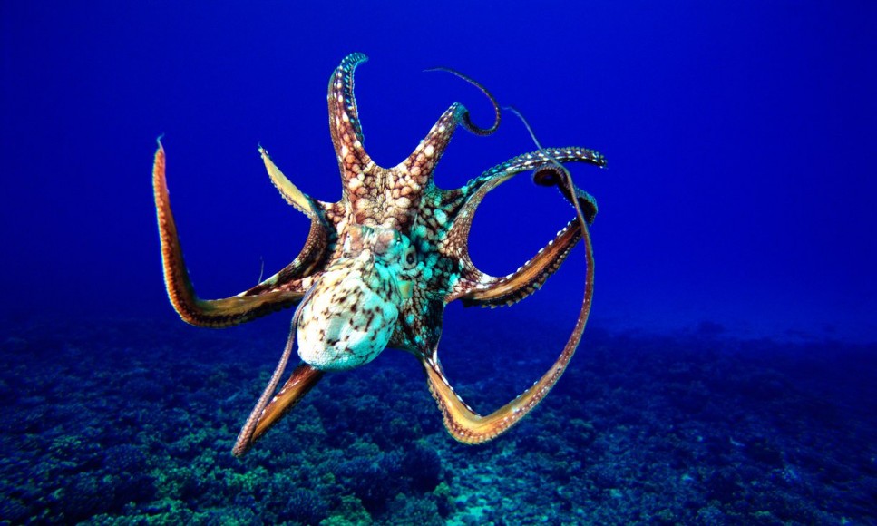 The Soul Of An Octopus by Sy Montgomery – BEN EAST